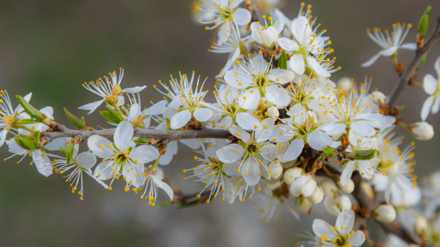 Blackthorn (Prunus spinosa) | TCV