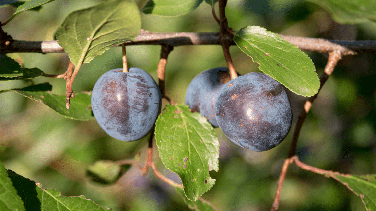 Blackthorn (Prunus spinosa) | TCV