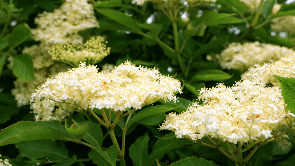 Elder (Sambucus Nigra) | TCV
