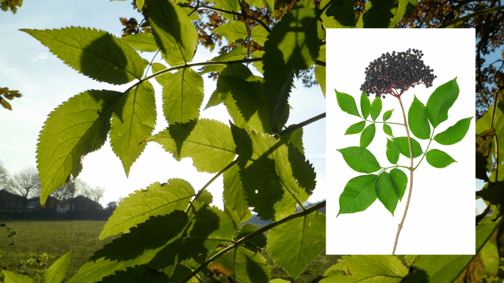 Elder (Sambucus Nigra) | TCV