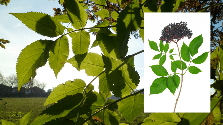 Elder (Sambucus Nigra) | TCV