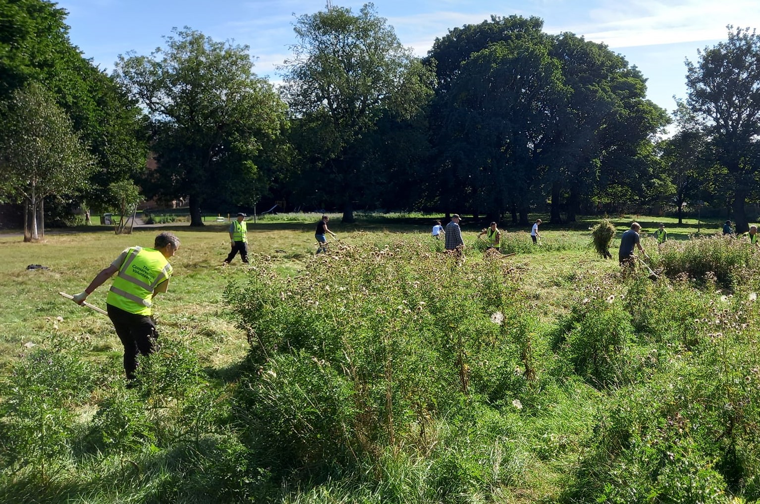 Creating Your Own Wildflower Meadow: A Step-By-Step Guide