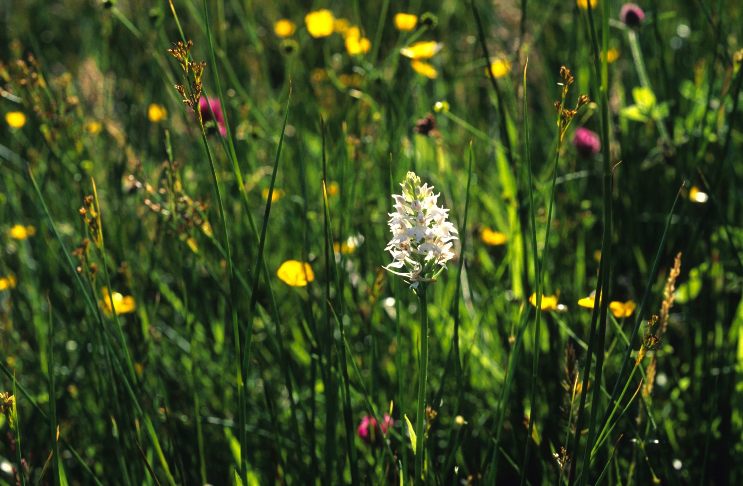 Creating Your Own Wildflower Meadow: A Step-By-Step Guide