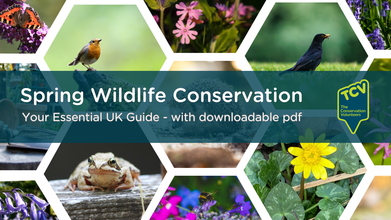 Spring Wildlife Conservation: Your Essential UK Guide