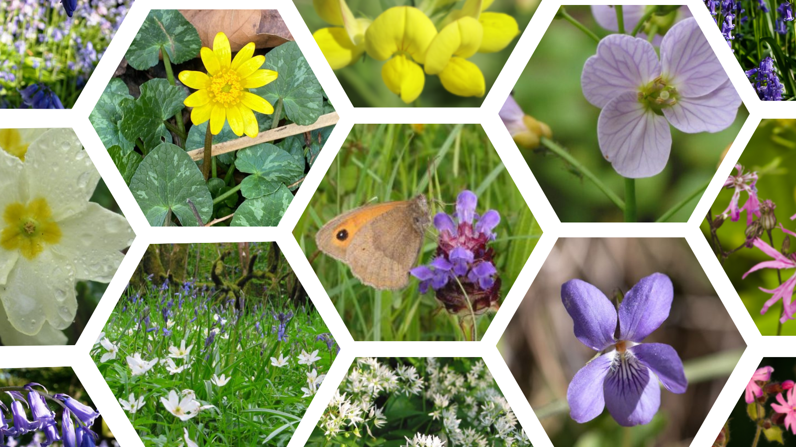 Spring Wildlife Conservation: Your Essential UK Guide