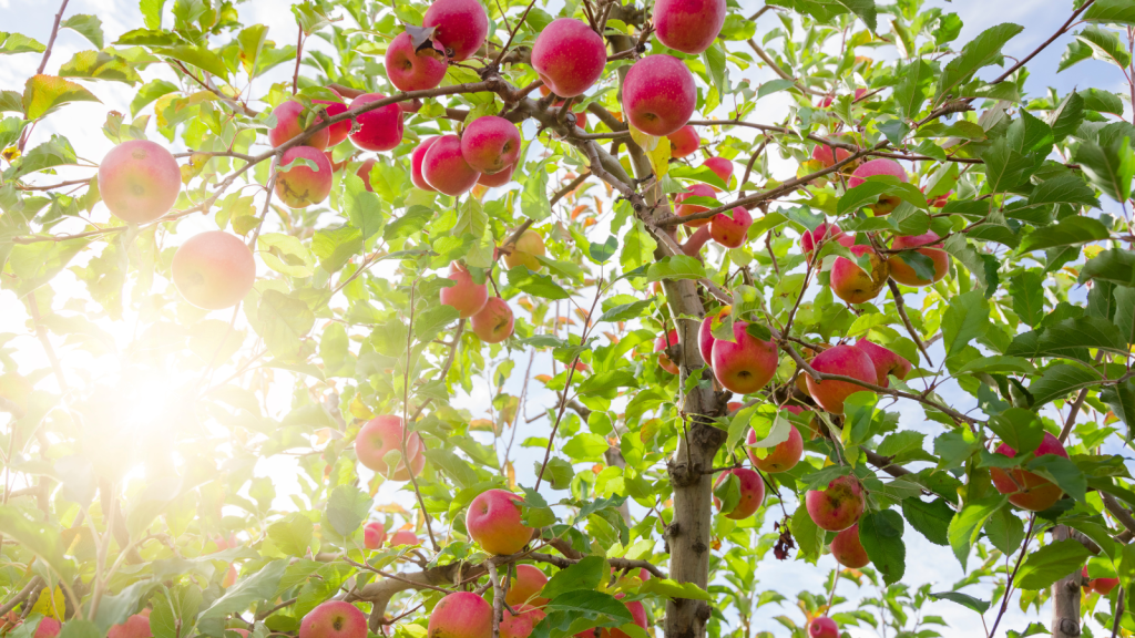 Free Trees for Communities Across the UK