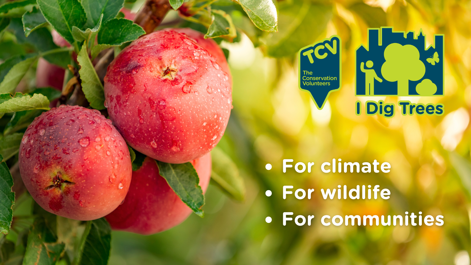 TCV Seeks National Partner to Continue Legacy of Free Fruit Trees in ...
