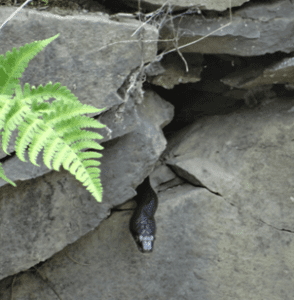 A Comprehensive Guide For Spotting Wildlife In Dry Stone Walling Across ...