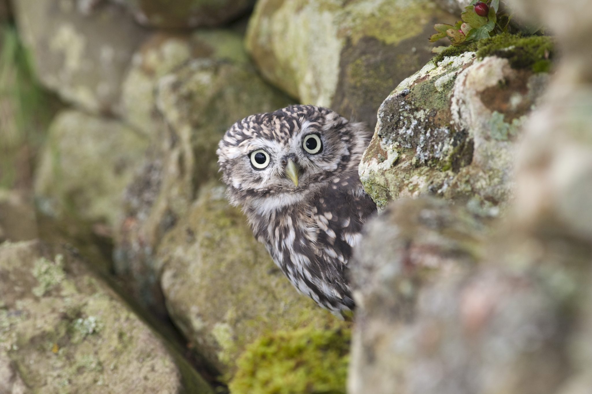 A Comprehensive Guide For Spotting Wildlife In Dry Stone Walling Across ...