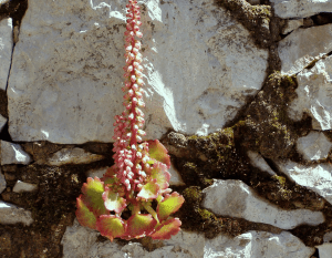 A Comprehensive Guide For Spotting Wildlife In Dry Stone Walling Across ...