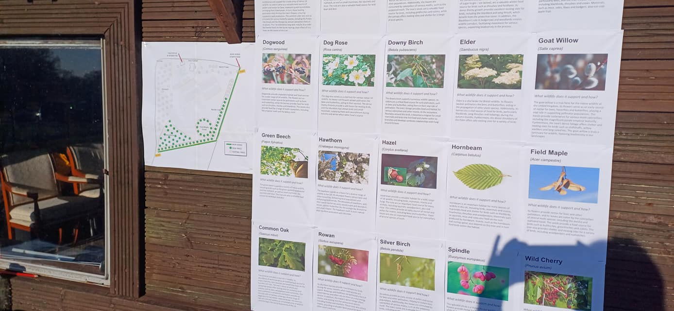 I Dig Trees: Tips for Hosting a Community Tree Planting Day