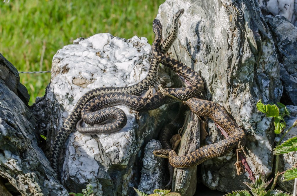 A Comprehensive Guide For Spotting Wildlife In Dry Stone Walling Across The UK