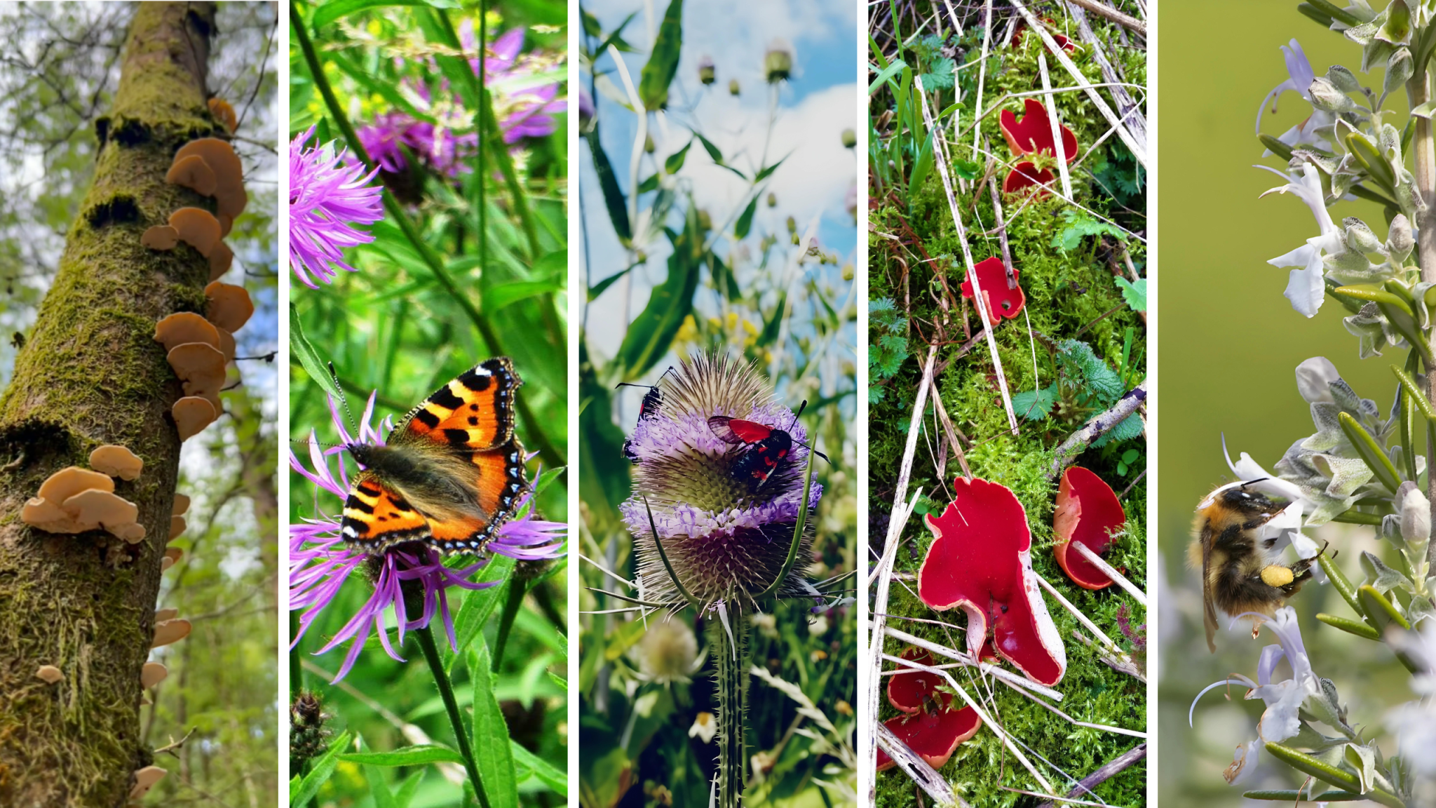 Citizen Science: Something for Everyone