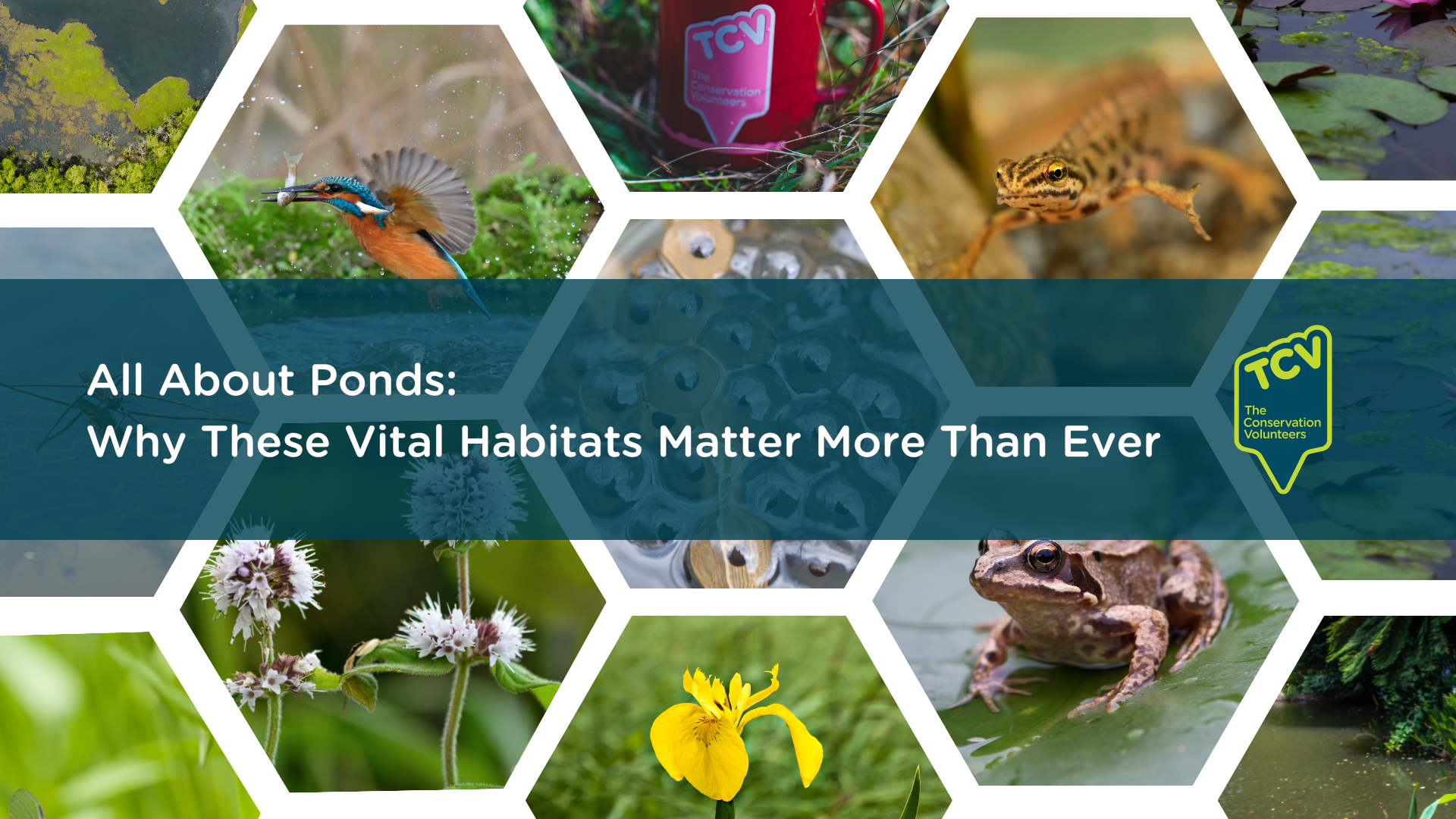 All About Ponds: Why These Vital Habitats Matter