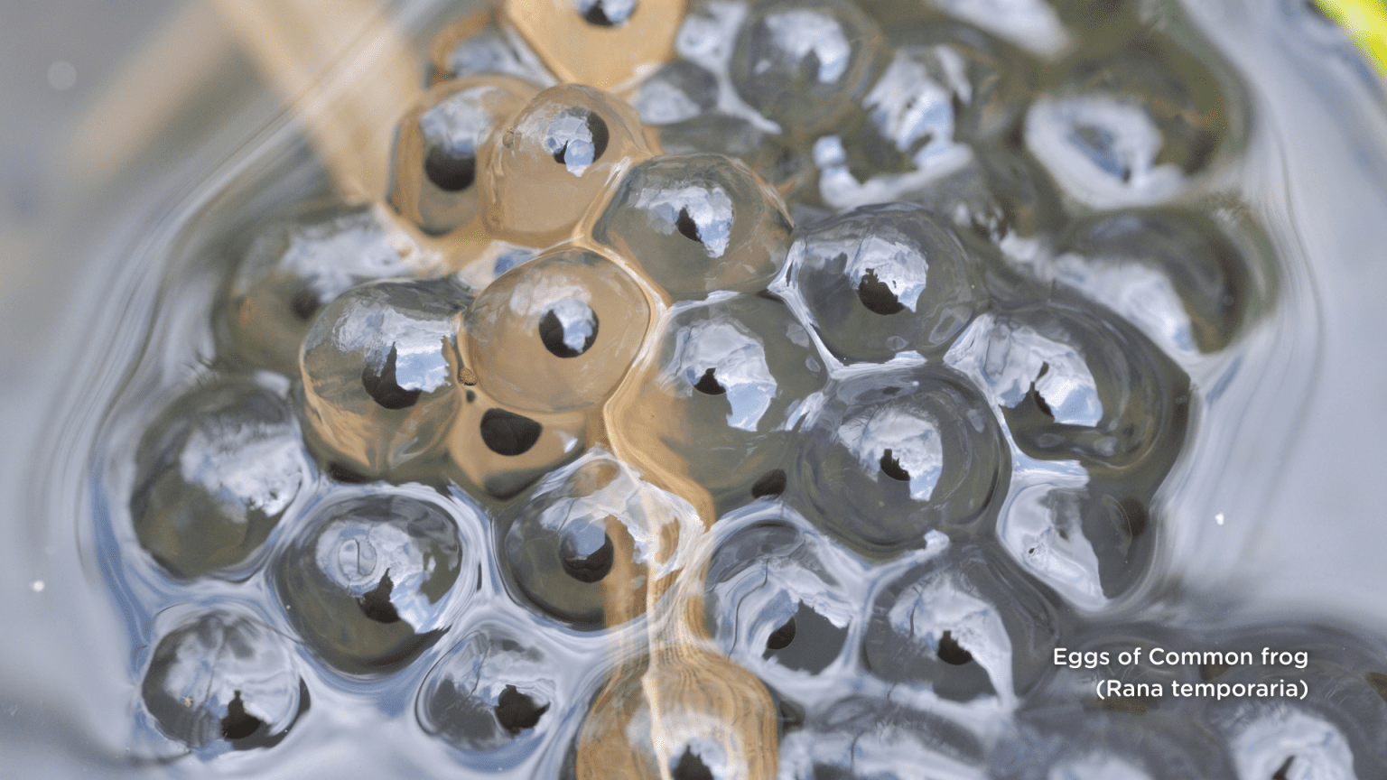 All About Ponds: Why These Vital Habitats Matter