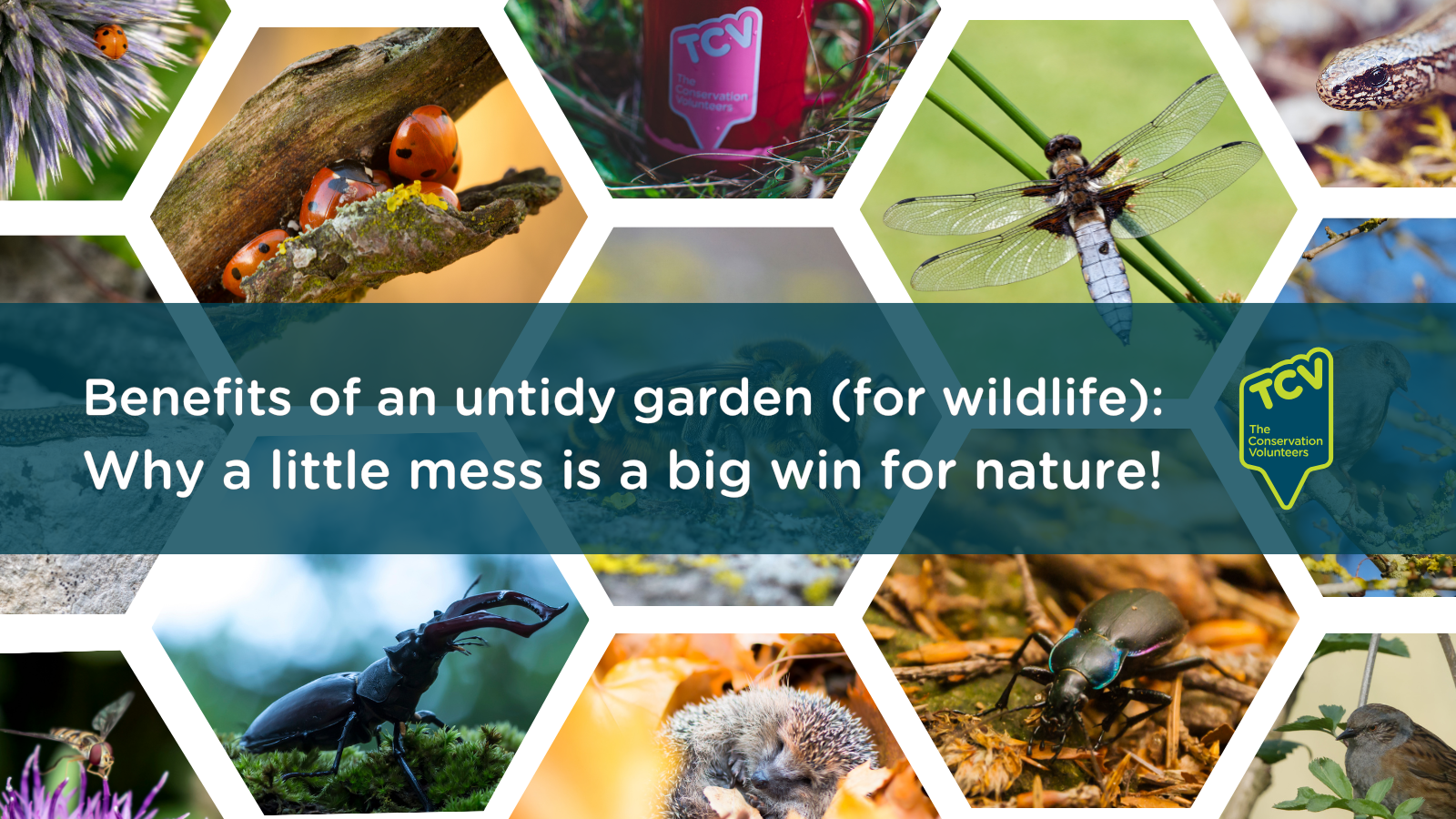 Benefits of an untidy garden (for wildlife)