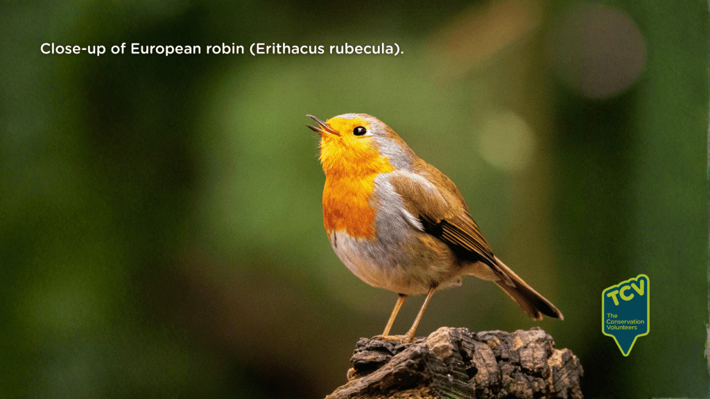 The Robin Factfile: Britain’s Favourite Bird – Identification, Nesting ...