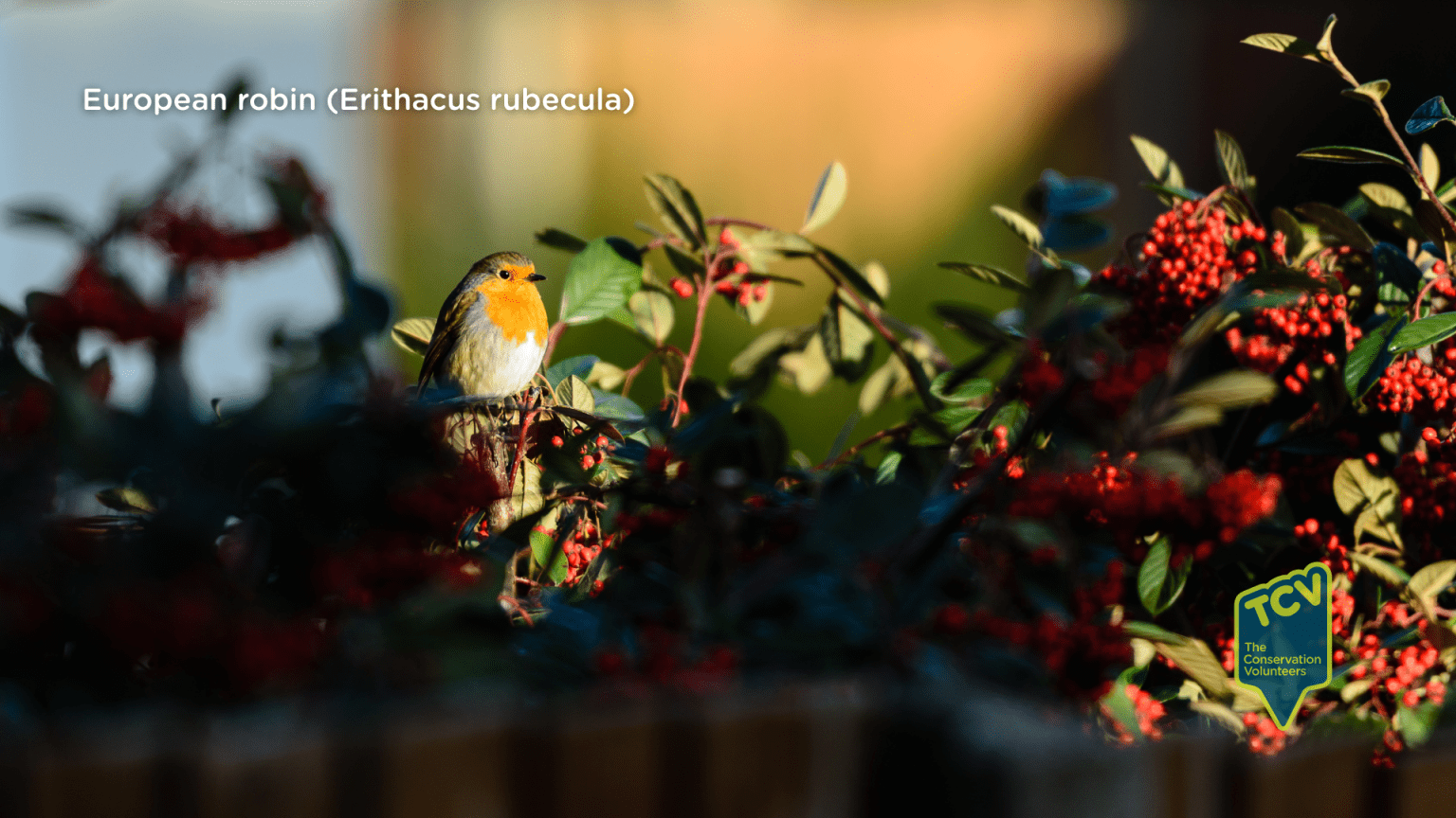 The Robin Factfile: Britain’s Favourite Bird – Identification, Nesting ...