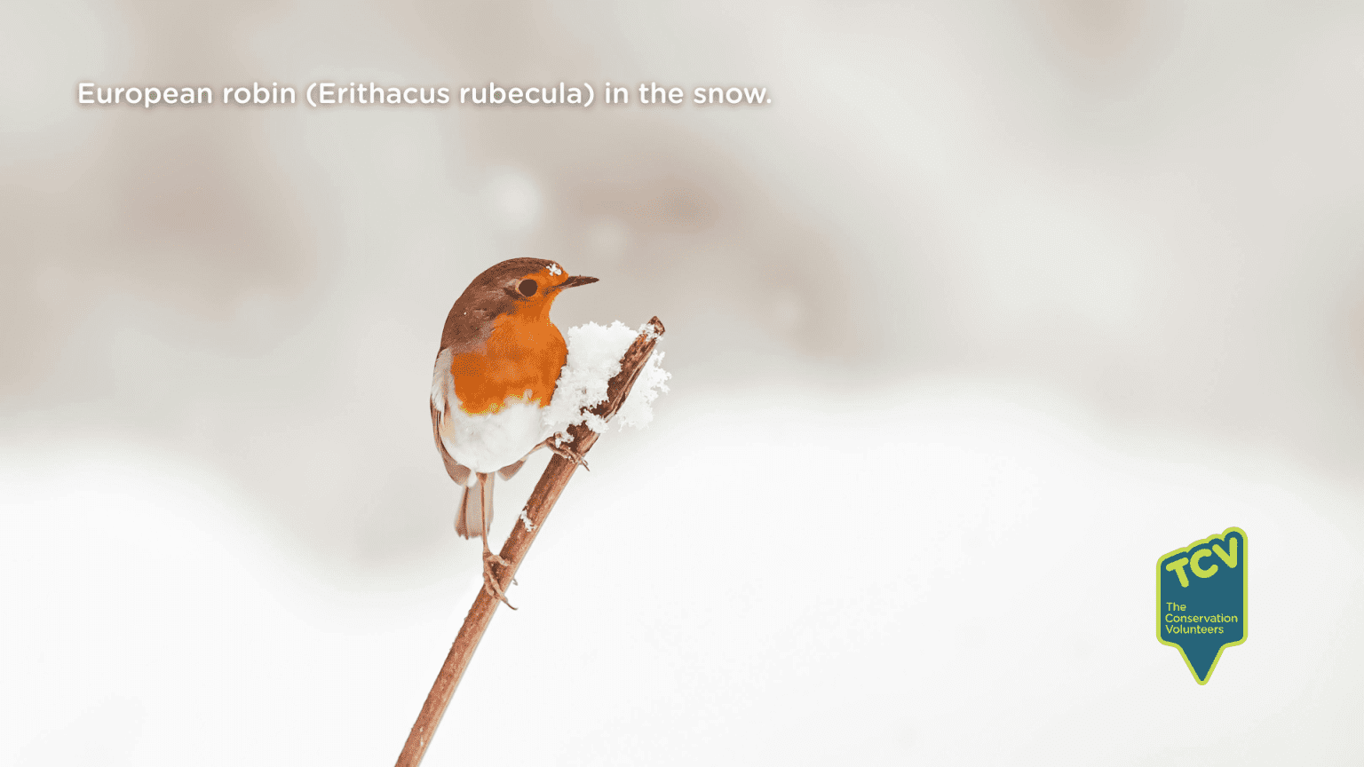The Robin Factfile: Britain’s Favourite Bird – Identification, Nesting ...